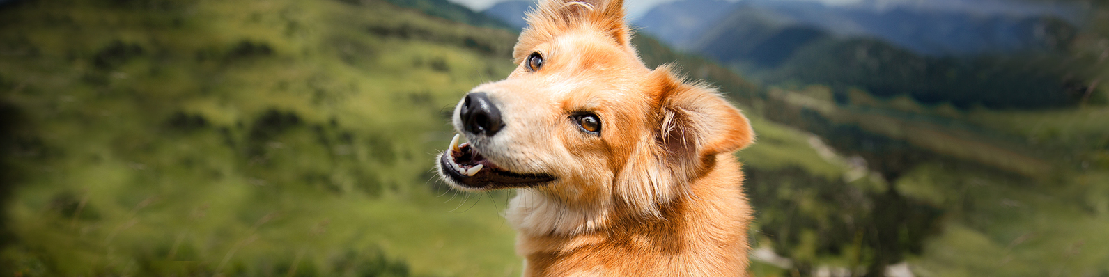 Conoce los síntomas de la rabia canina y cómo proceder Padre de Mascota Conoce los síntomas de la rabia canina y cómo proceder Padre de Mascota